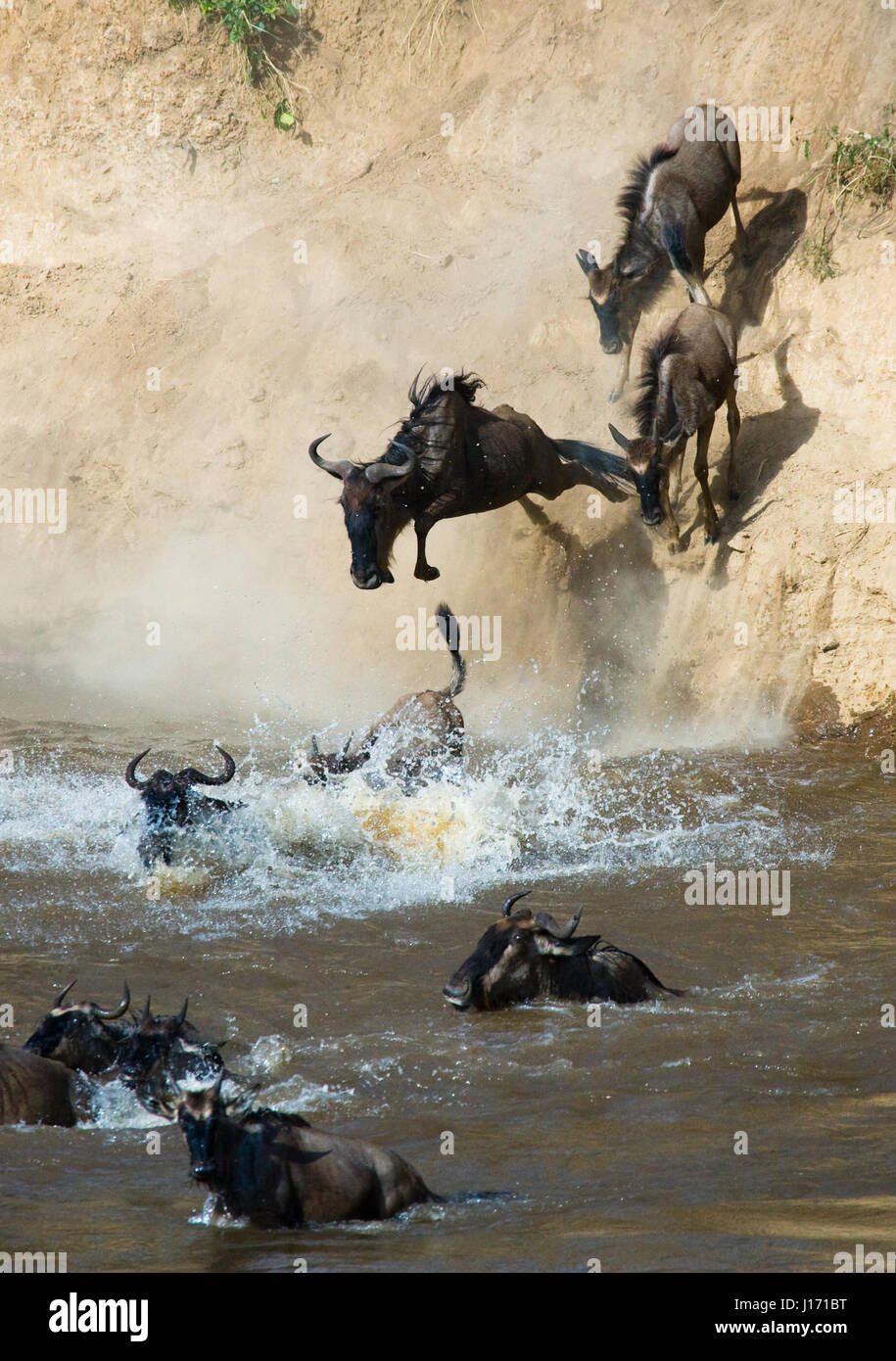 Wildebeest jumping into Mara River. Great Migration. Kenya. Tanzania ...