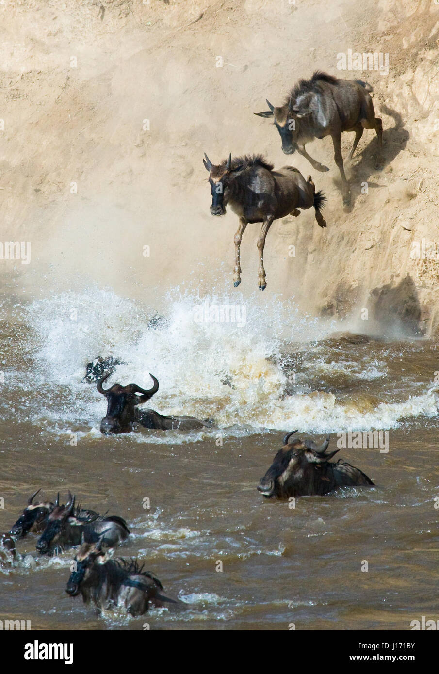 Wildebeest jumping into Mara River. Great Migration. Kenya. Tanzania ...