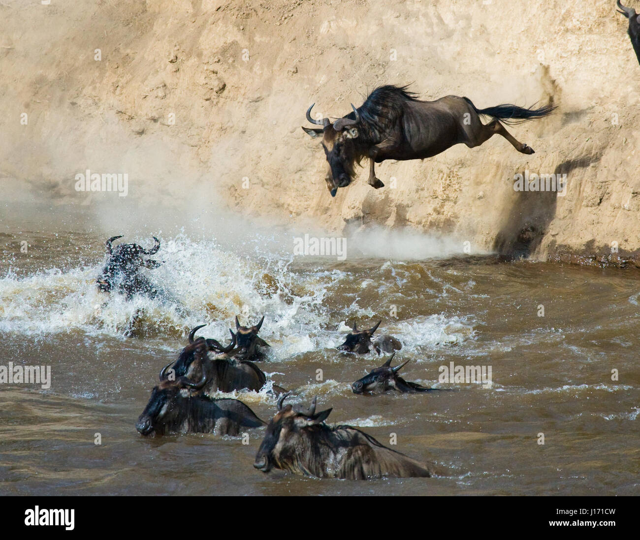Wildebeest jumping into Mara River. Great Migration. Kenya. Tanzania. Masai Mara National Park ...