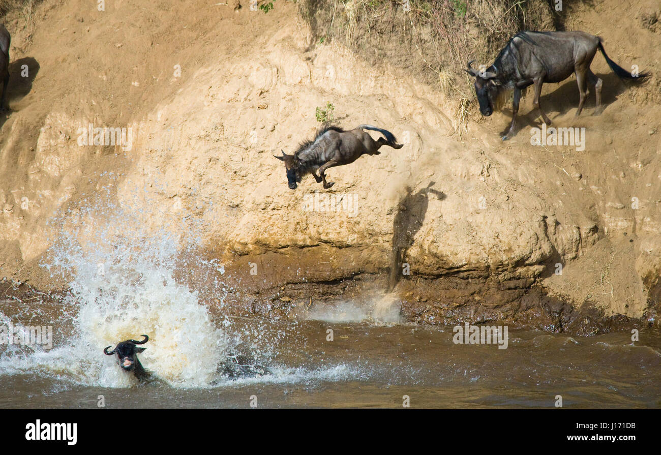 Wildebeest jumping into Mara River. Great Migration. Kenya. Tanzania. Masai Mara National Park ...