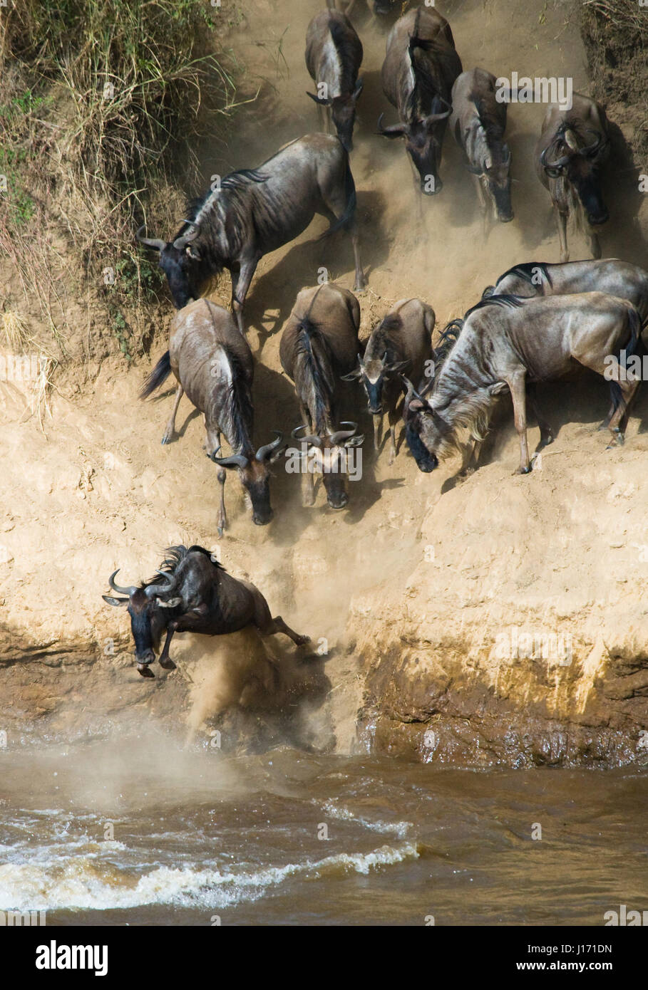 Wildebeest jumping into Mara River. Great Migration. Kenya. Tanzania ...