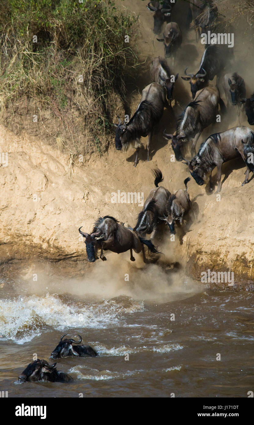 Wildebeest jumping into Mara River. Great Migration. Kenya. Tanzania ...