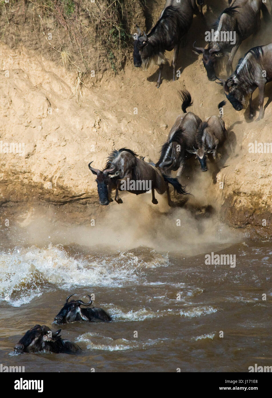 Wildebeest jumping into Mara River. Great Migration. Kenya. Tanzania. Masai Mara National Park ...