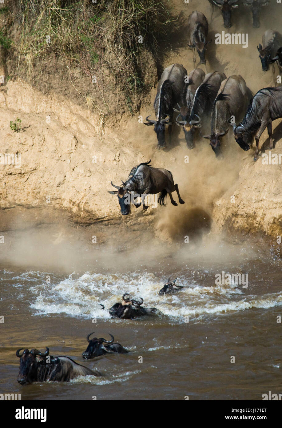 Wildebeest jumping into Mara River. Great Migration. Kenya. Tanzania. Masai Mara National Park ...