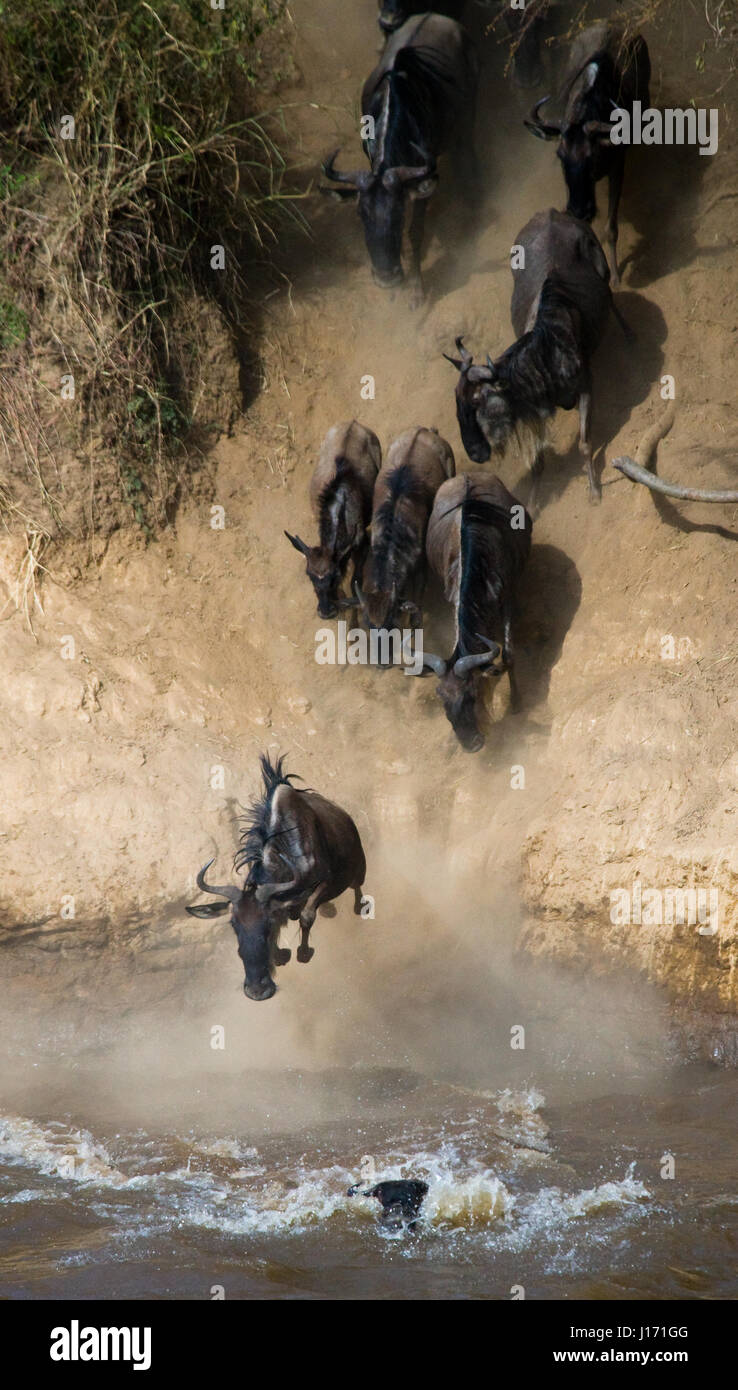 Wildebeest jumping into Mara River. Great Migration. Kenya. Tanzania ...