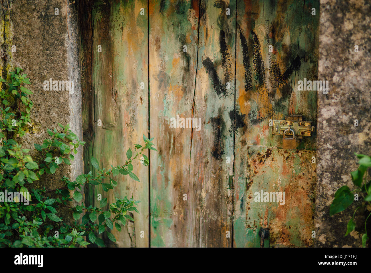 Texture of a tree Stock Photo - Alamy