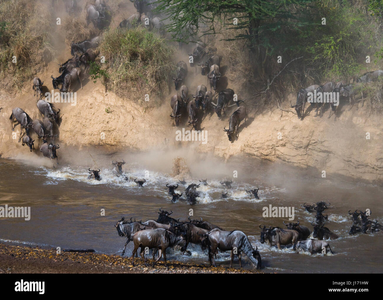 Wildebeest jumping into Mara River. Great Migration. Kenya. Tanzania ...