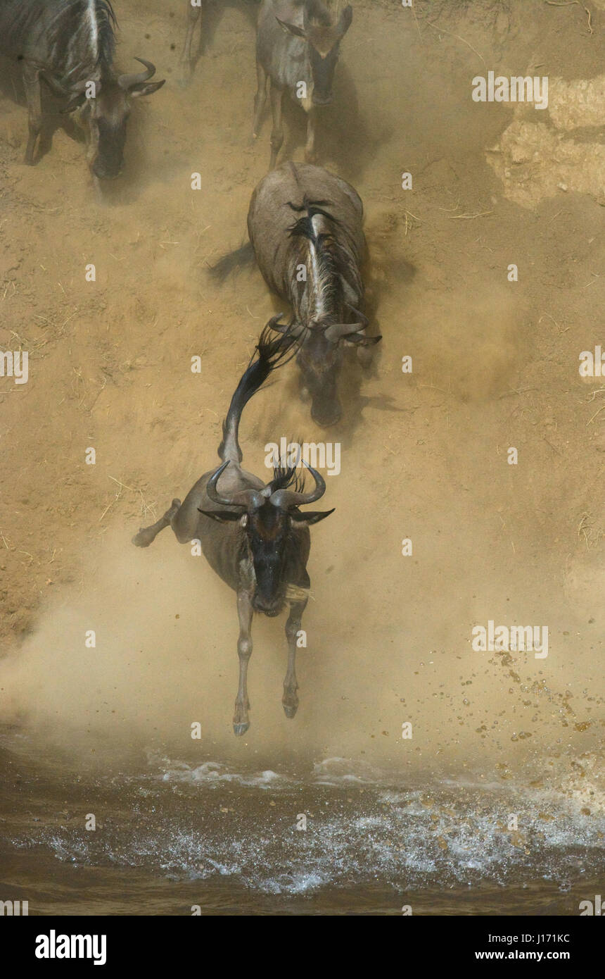 Wildebeest jumping into Mara River. Great Migration. Kenya. Tanzania ...