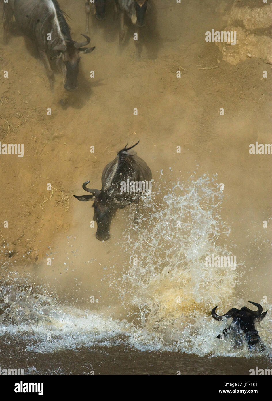 Wildebeest jumping into Mara River. Great Migration. Kenya. Tanzania. Masai Mara National Park ...