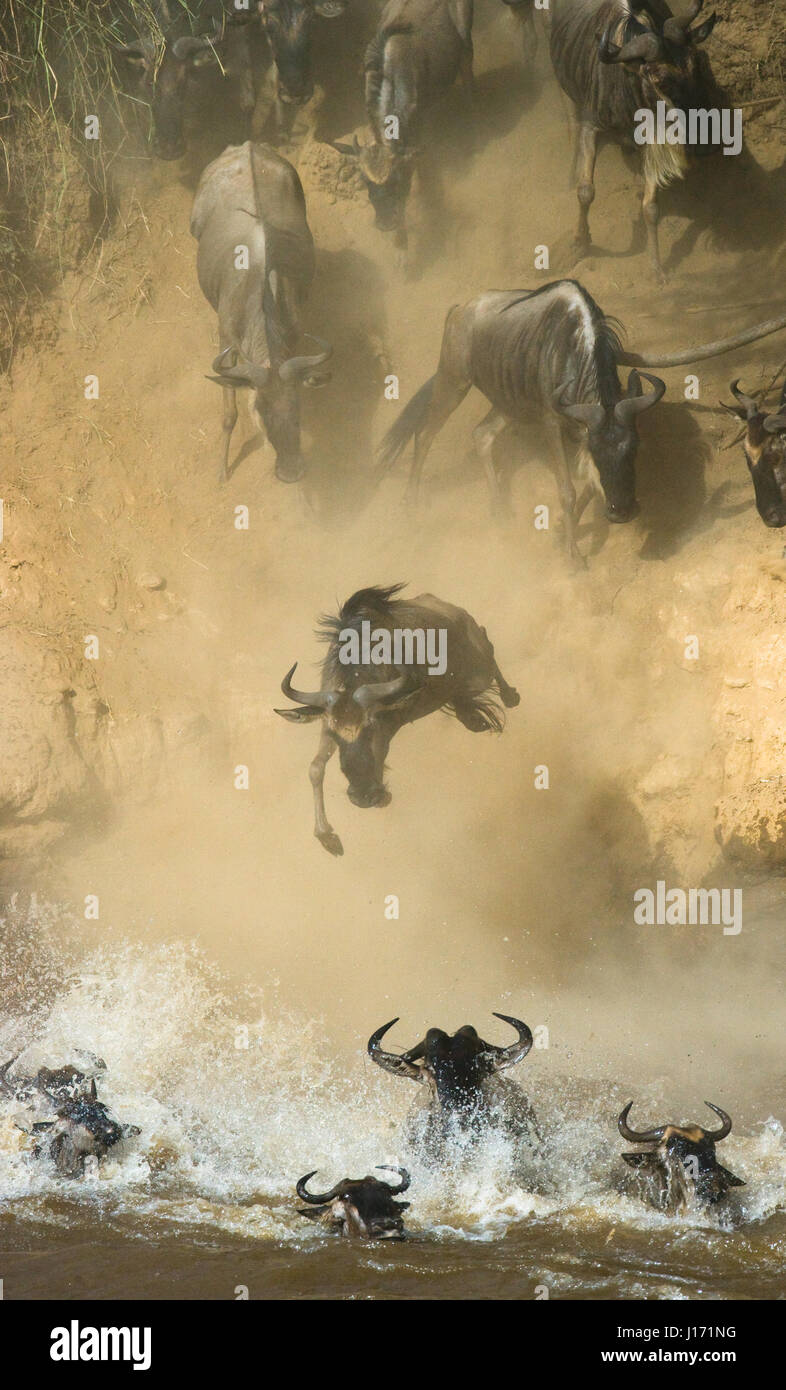 Wildebeest jumping into Mara River. Great Migration. Kenya. Tanzania ...