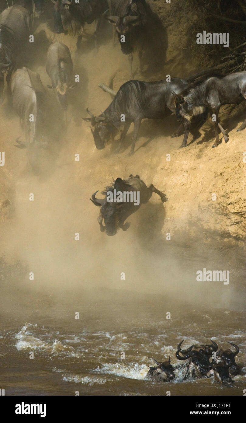 Wildebeest jumping into Mara River. Great Migration. Kenya. Tanzania ...