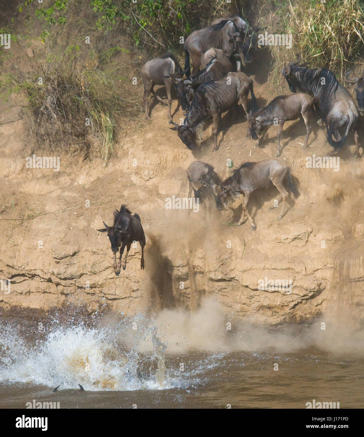 Wildebeest jumping into Mara River. Great Migration. Kenya. Tanzania. Masai Mara National Park ...