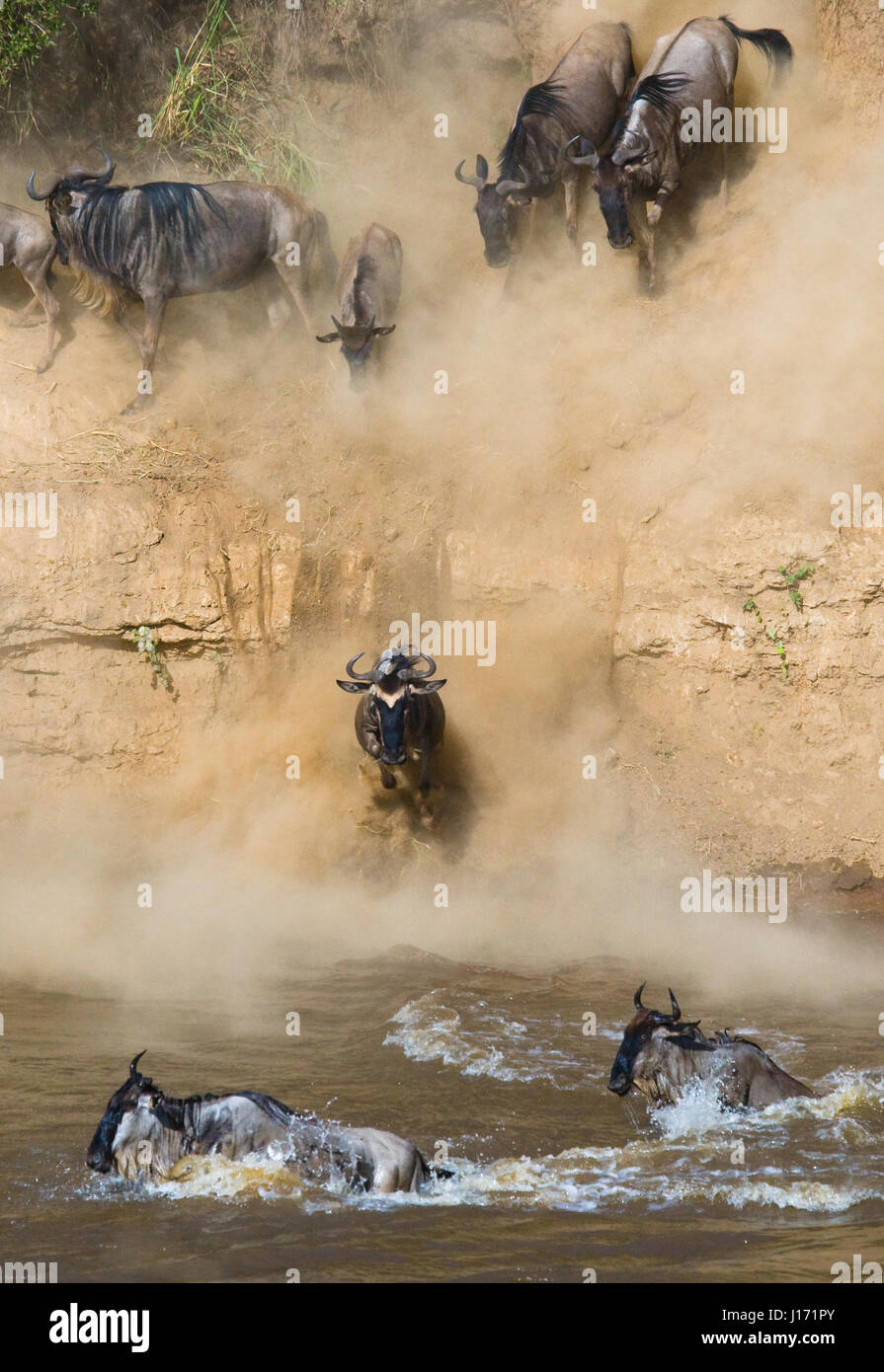 Wildebeest jumping into Mara River. Great Migration. Kenya. Tanzania. Masai Mara National Park ...