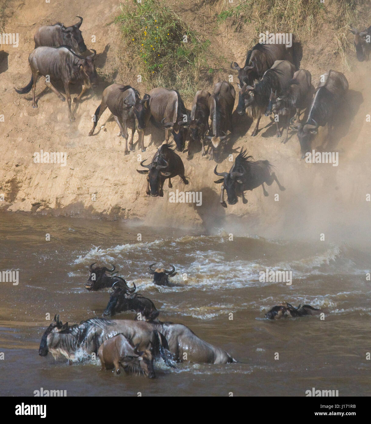 Wildebeest jumping into Mara River. Great Migration. Kenya. Tanzania. Masai Mara National Park ...