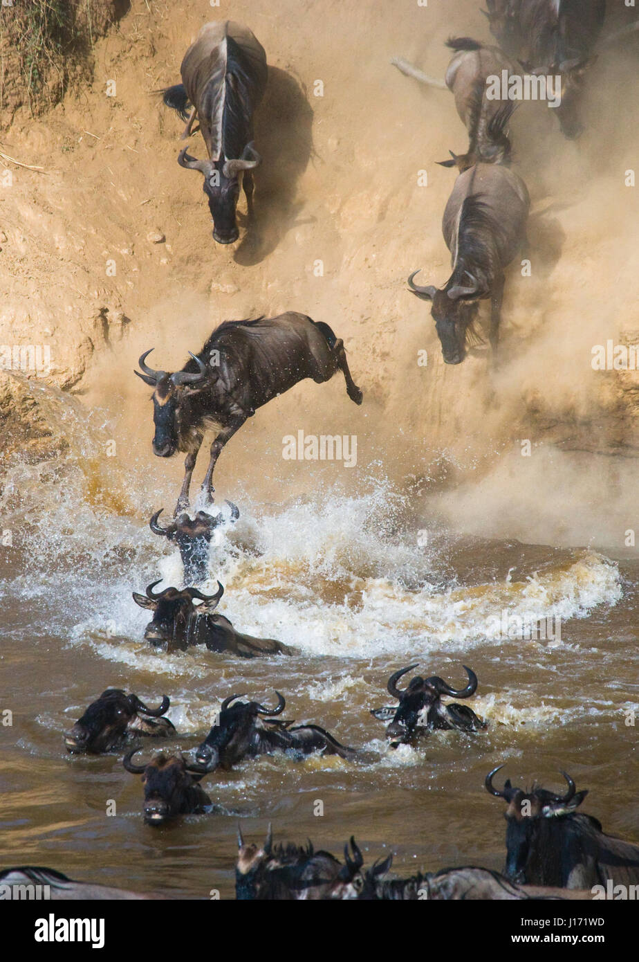 Wildebeest jumping into Mara River. Great Migration. Kenya. Tanzania. Masai Mara National Park ...