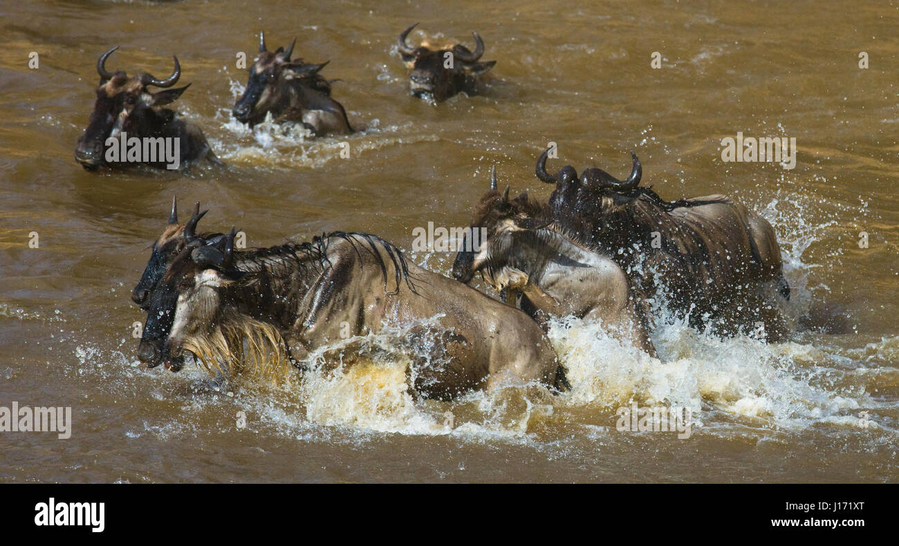 Wildebeests are crossing Mara river. Great Migration. Kenya. Tanzania ...