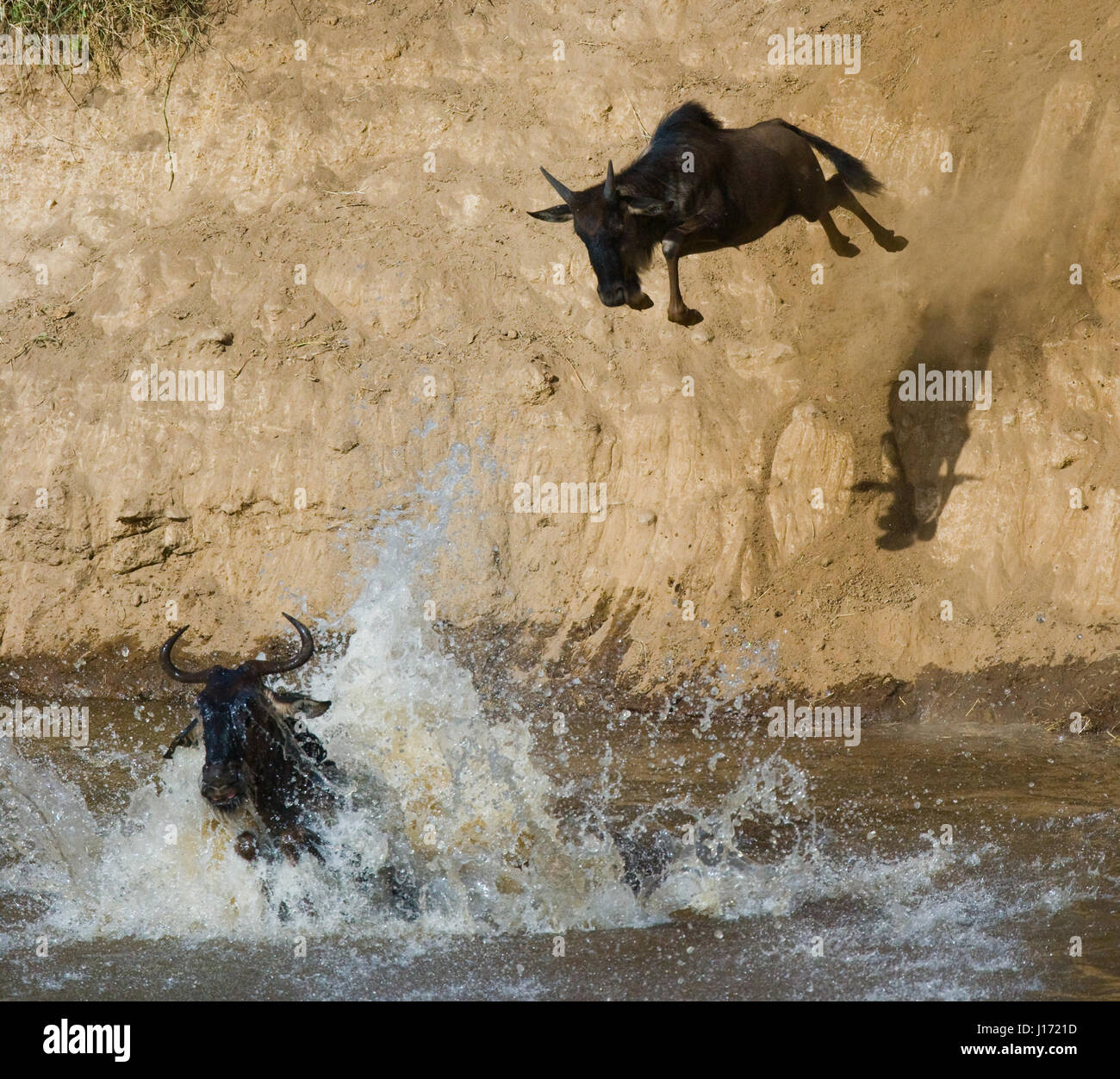 Wildebeest jumping into Mara River. Great Migration. Kenya. Tanzania ...