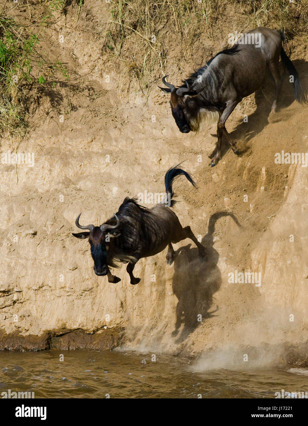 Wildebeest jumping into Mara River. Great Migration. Kenya. Tanzania. Masai Mara National Park ...