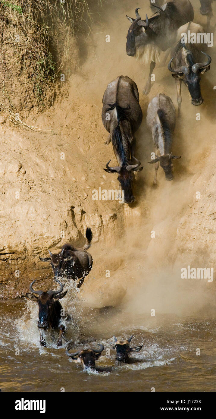 Wildebeest jumping into Mara River. Great Migration. Kenya. Tanzania ...
