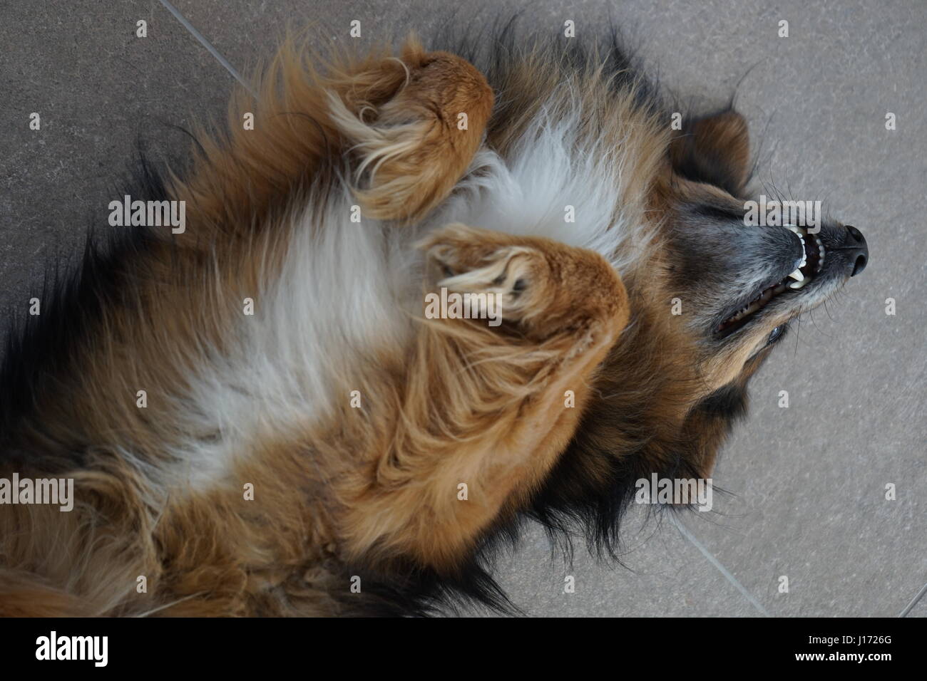 A dog laying on the ground Stock Photo - Alamy