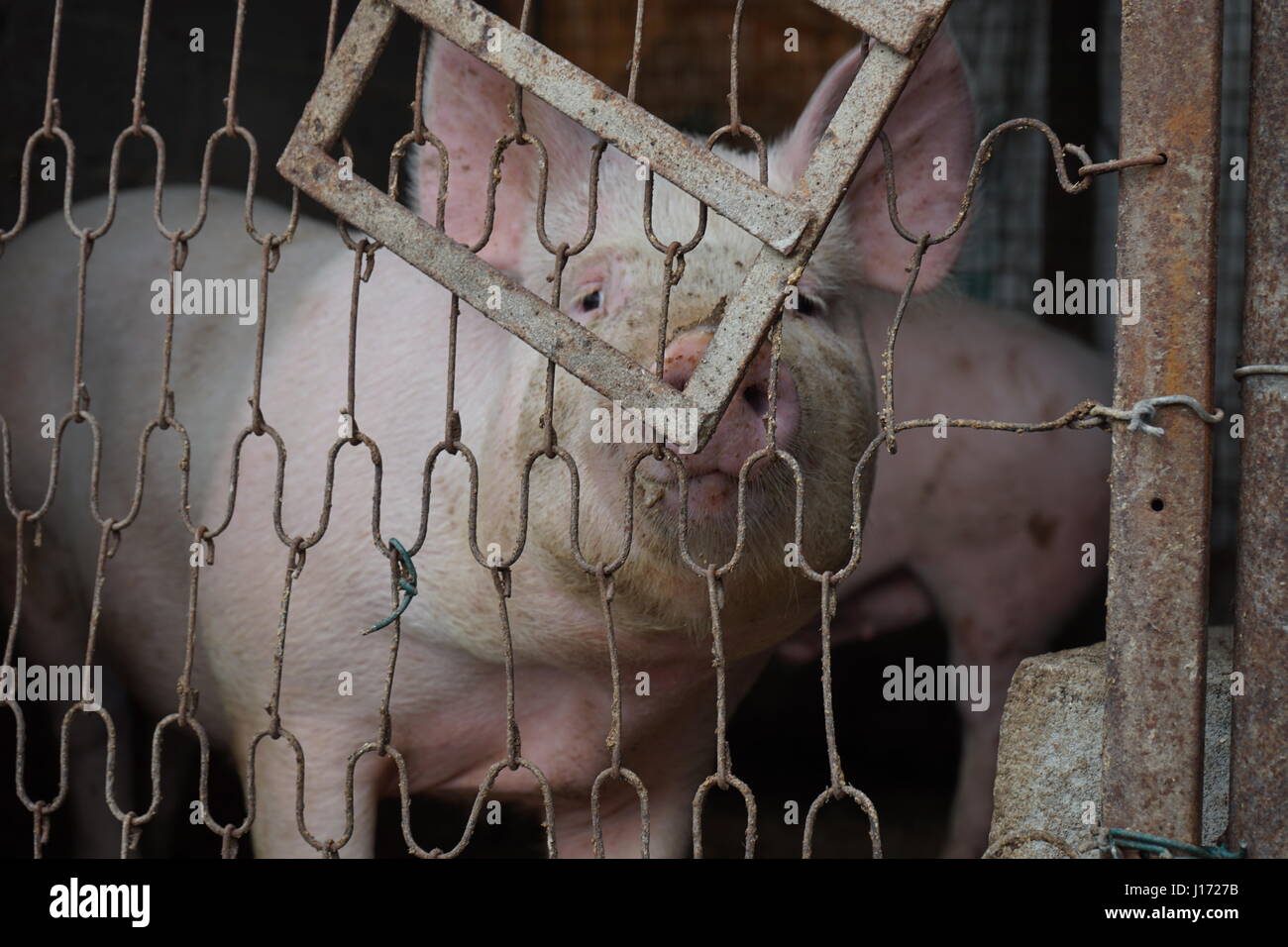 Pigs in a farm - Venice 2017 Stock Photo - Alamy