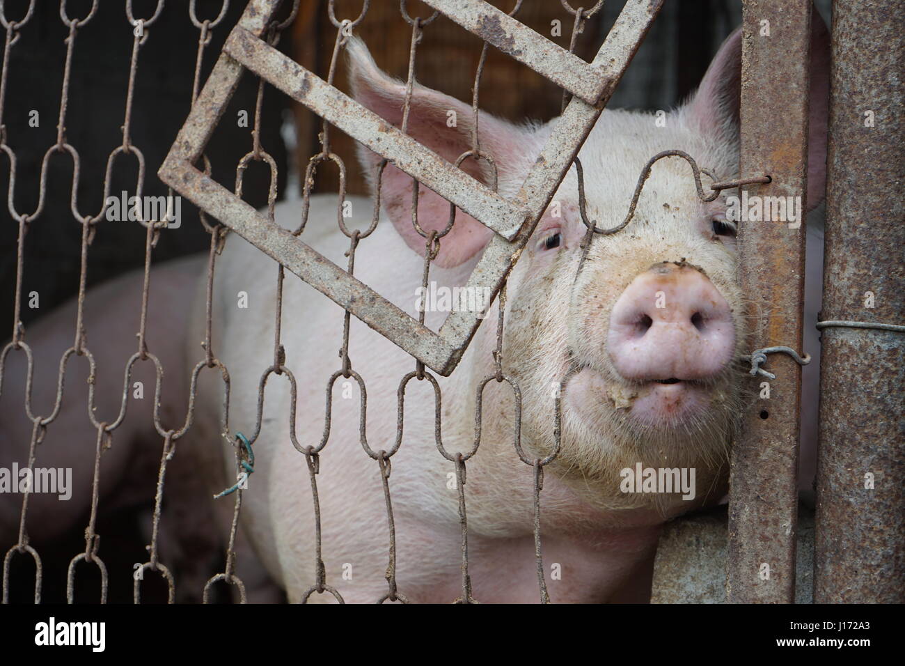 Pigs in a farm - Venice 2017 Stock Photo - Alamy