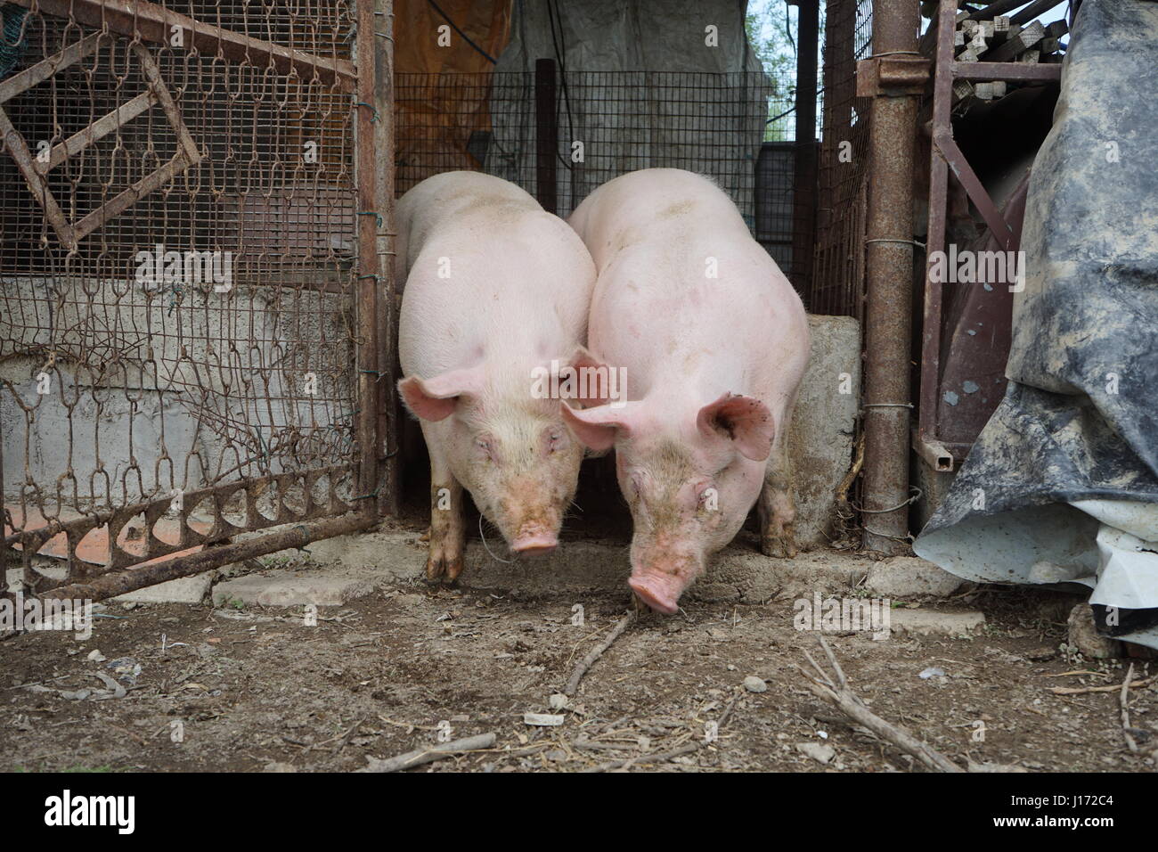 Pigs in a farm - Venice 2017 Stock Photo - Alamy