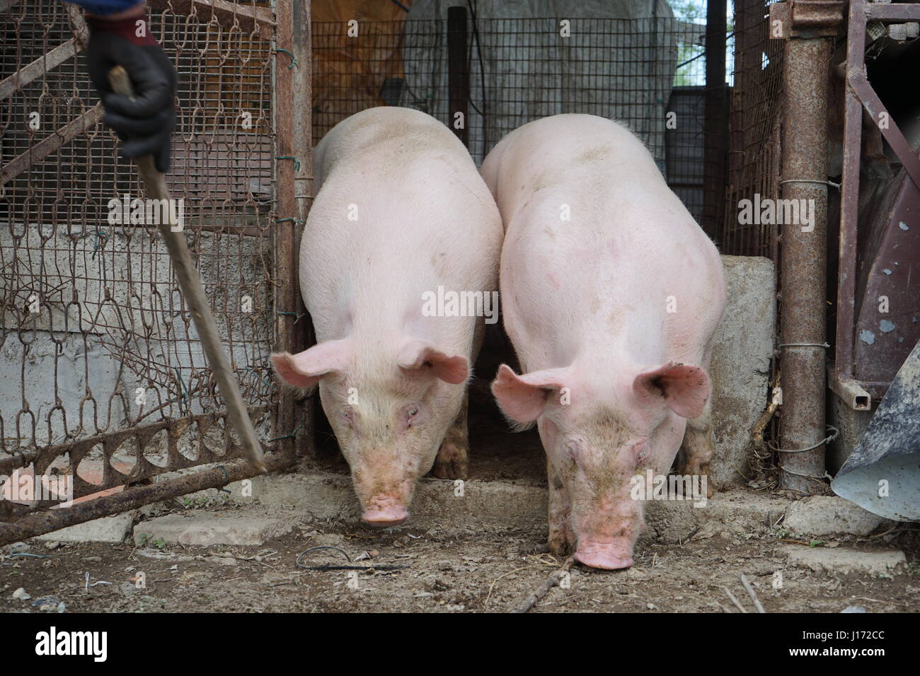 Pigs in a farm - Venice 2017 Stock Photo - Alamy