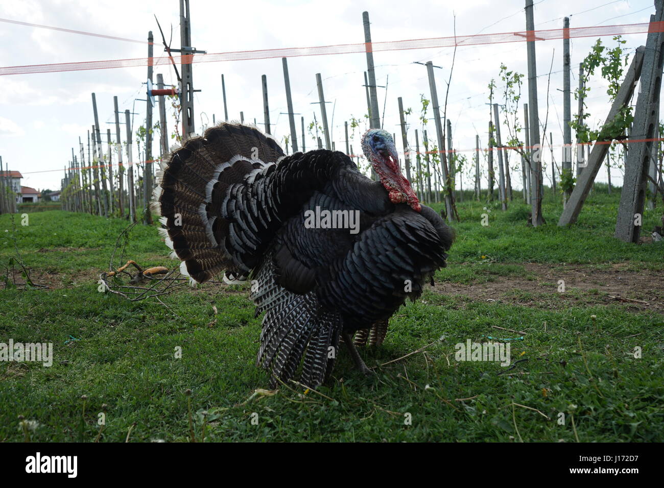 A turkey - Venice 2017 Stock Photo - Alamy