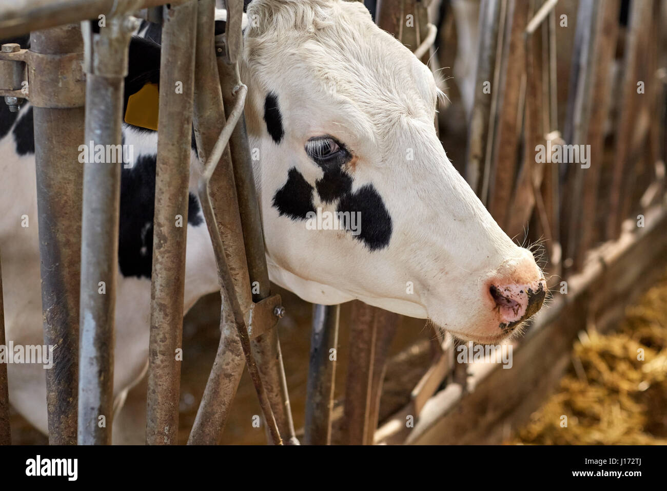 Modern dairy cow hi-res stock photography and images - Alamy