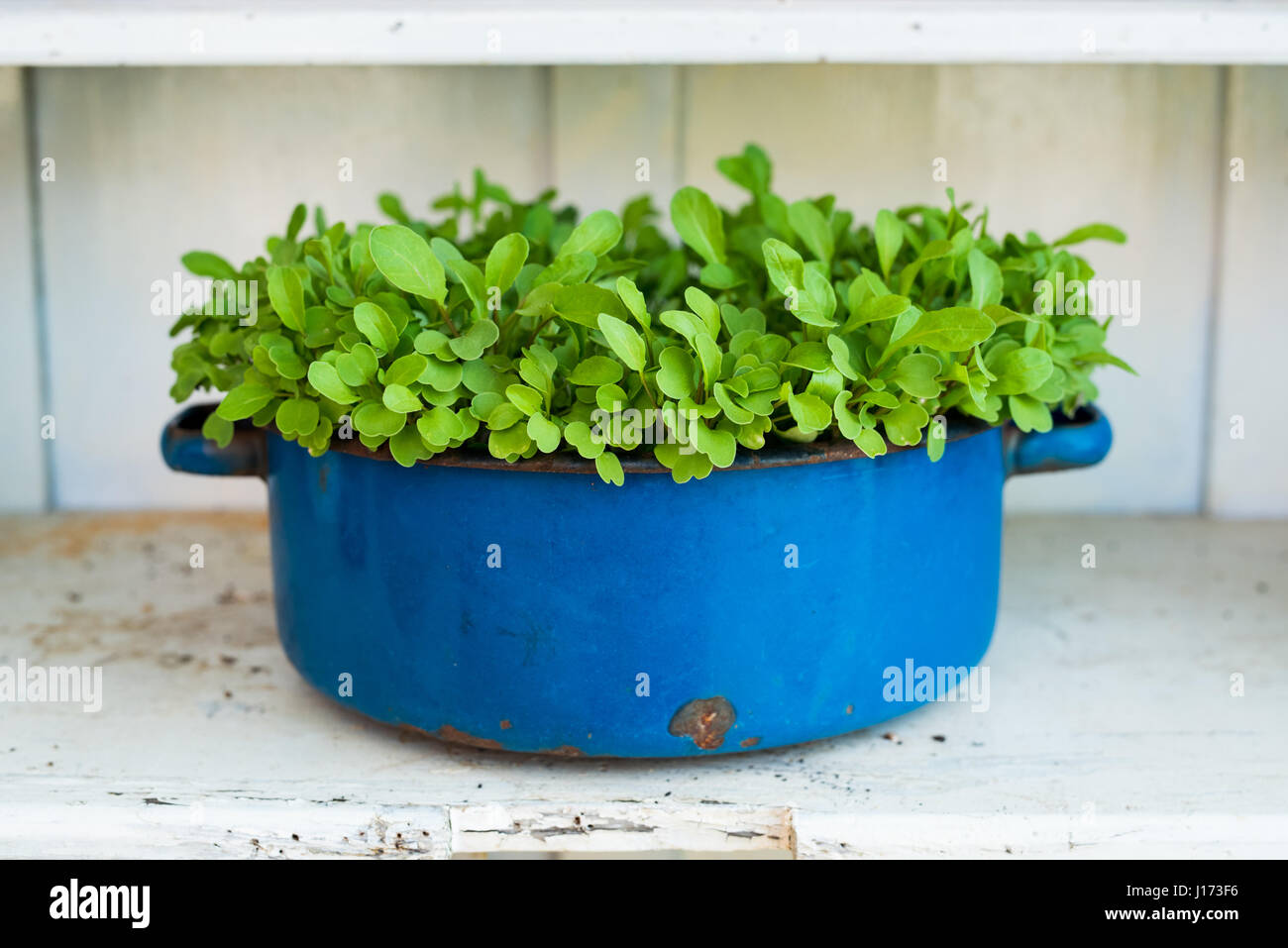 Young arugula in metal pot Stock Photo - Alamy