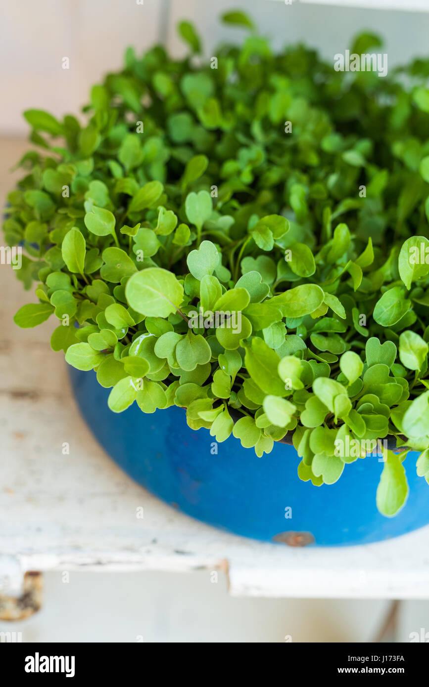 Arugula in pot hi-res stock photography and images - Alamy