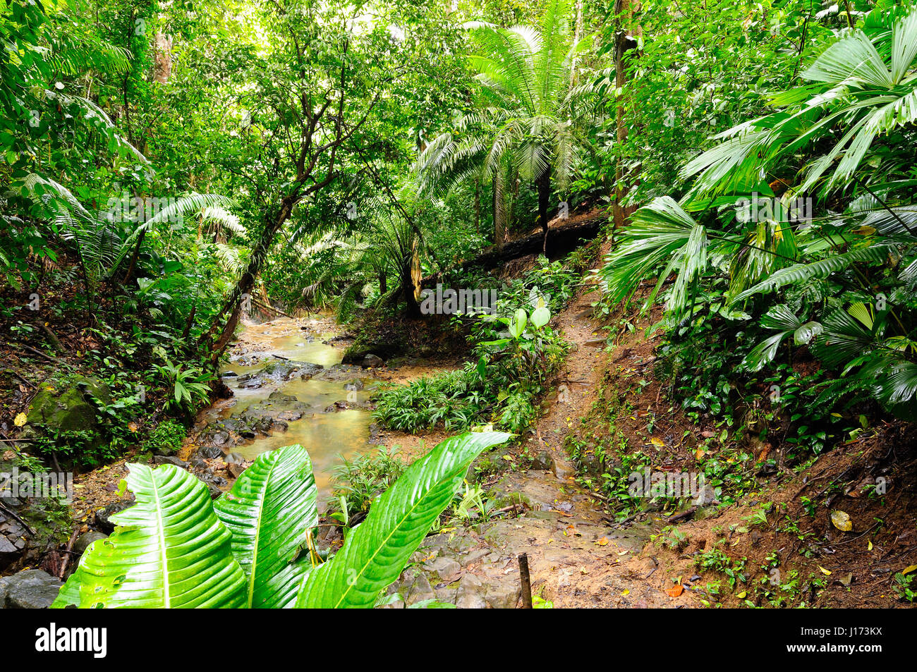 Colombia, wild Darien jungle of the Caribbean sea near Capurgana resort ...