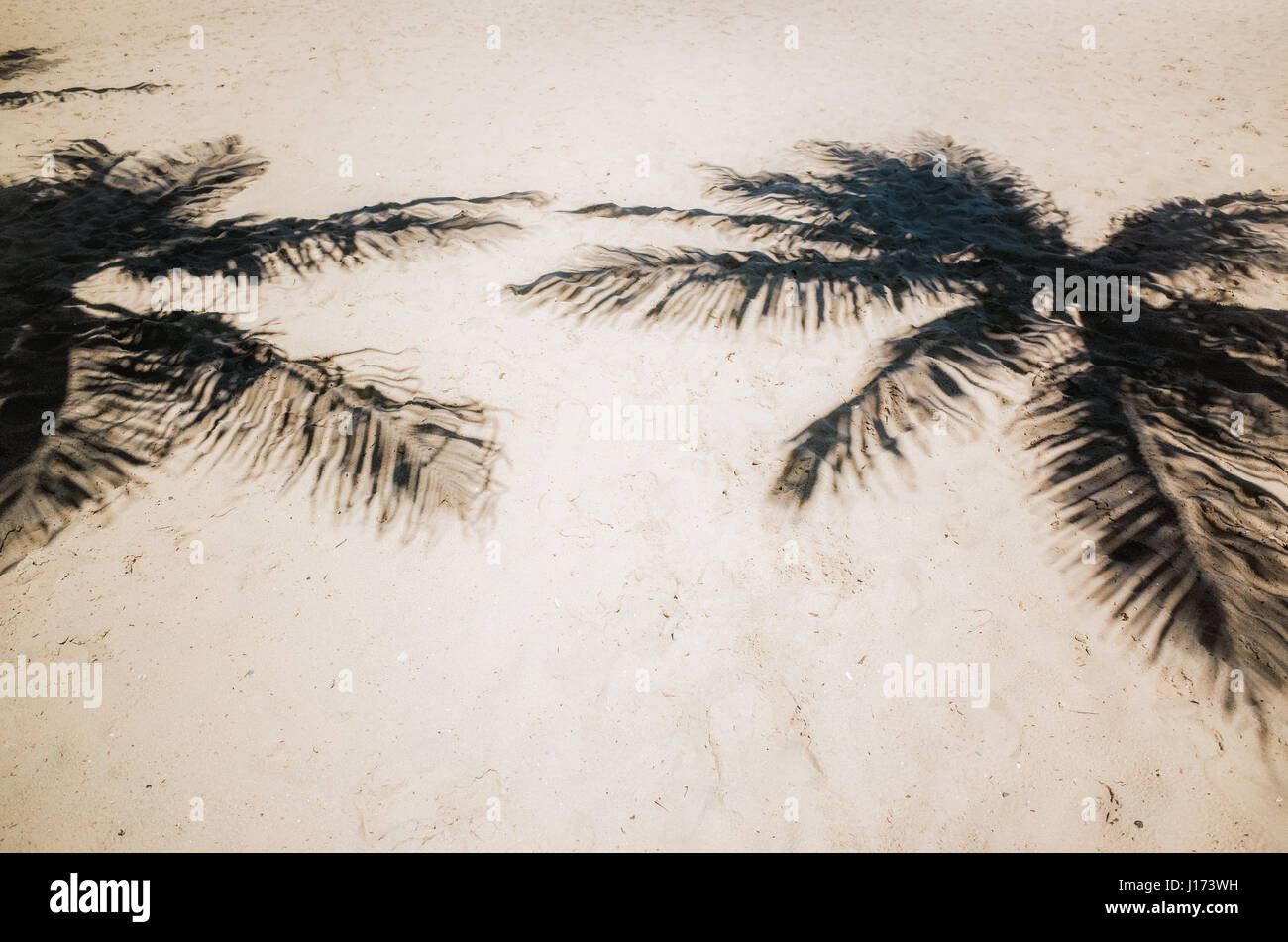 Shadow of two palm trees in the sand at Ipanema Beach, Rio de Janeiro ...