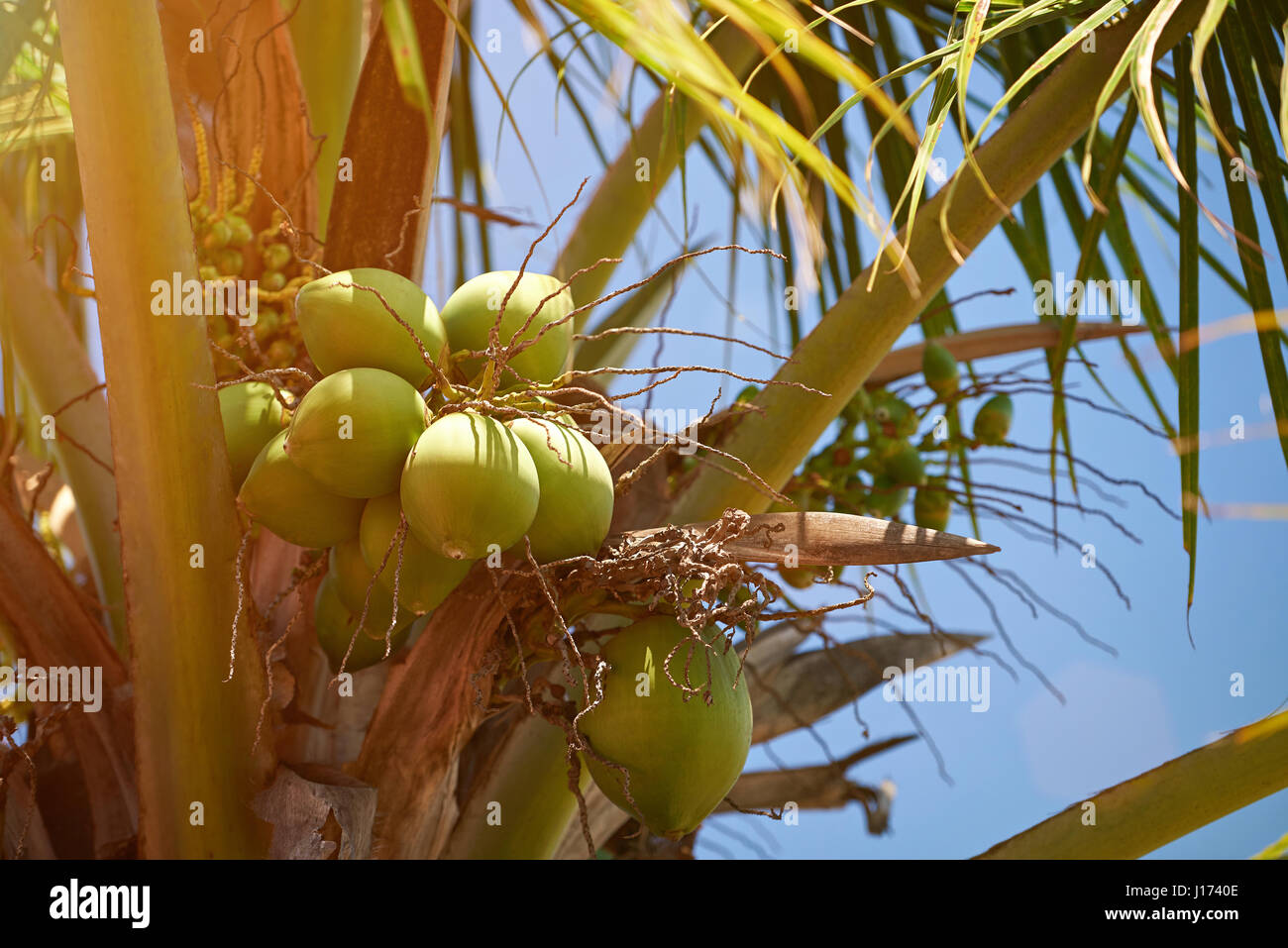 Close-up of coconut bundle hanging on palm tree Stock Photo - Alamy