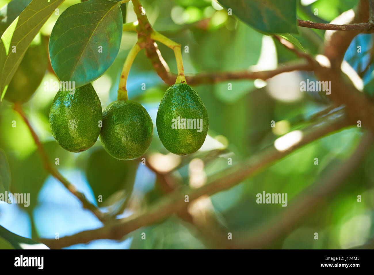 Young avocado fruits hanging on tree branch blurred natural background ...