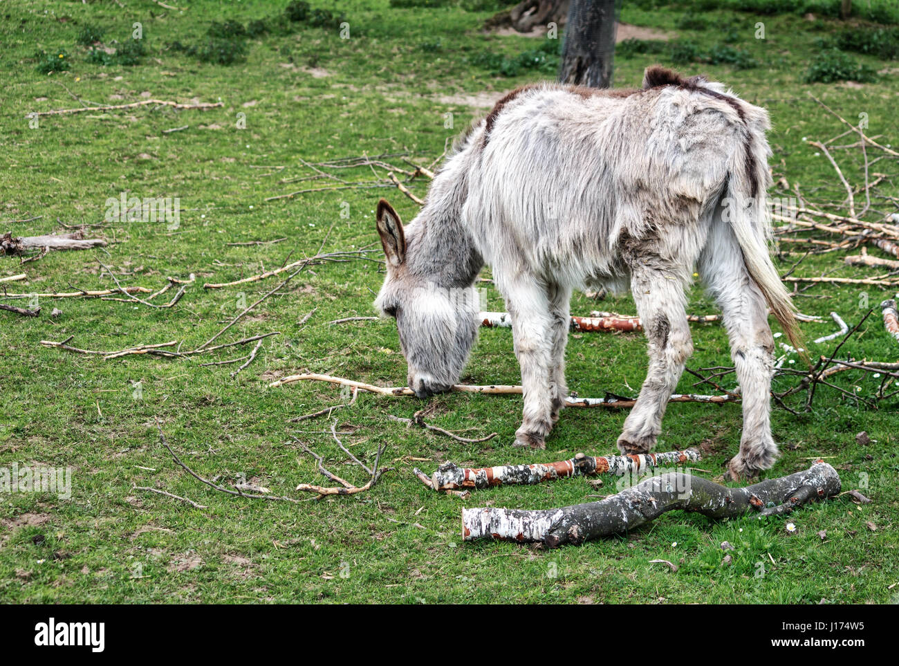 Rural landscape with donkey on the mountain meadow Stock Photo - Alamy