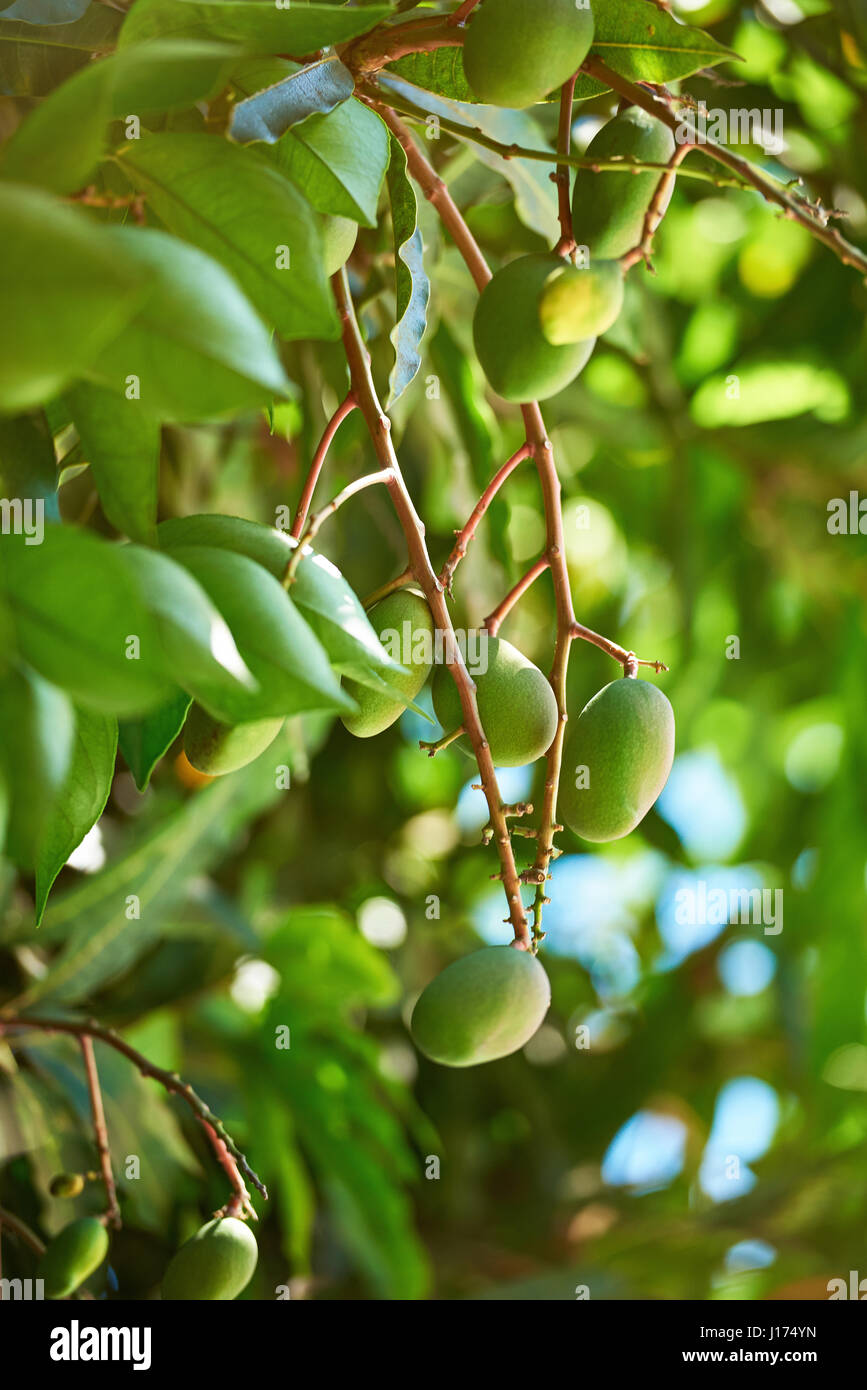 Vertical mango tree branch closeup on sunny light blur garden ...