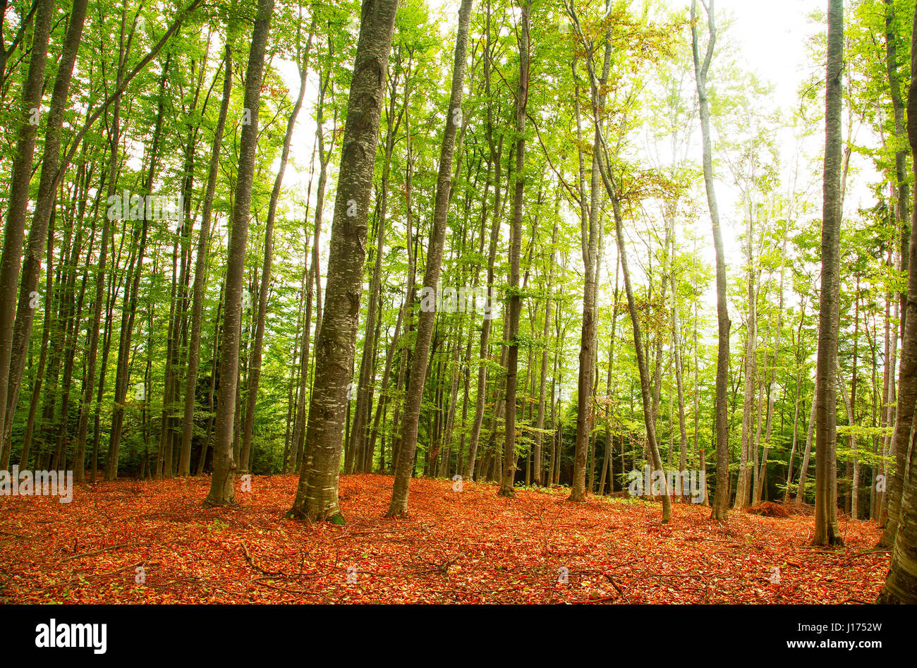 Beautiful beech forest .Nature beech woods landscape Stock Photo - Alamy
