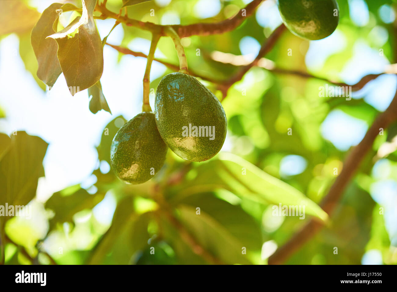 Hanging avocado hi-res stock photography and images - Alamy
