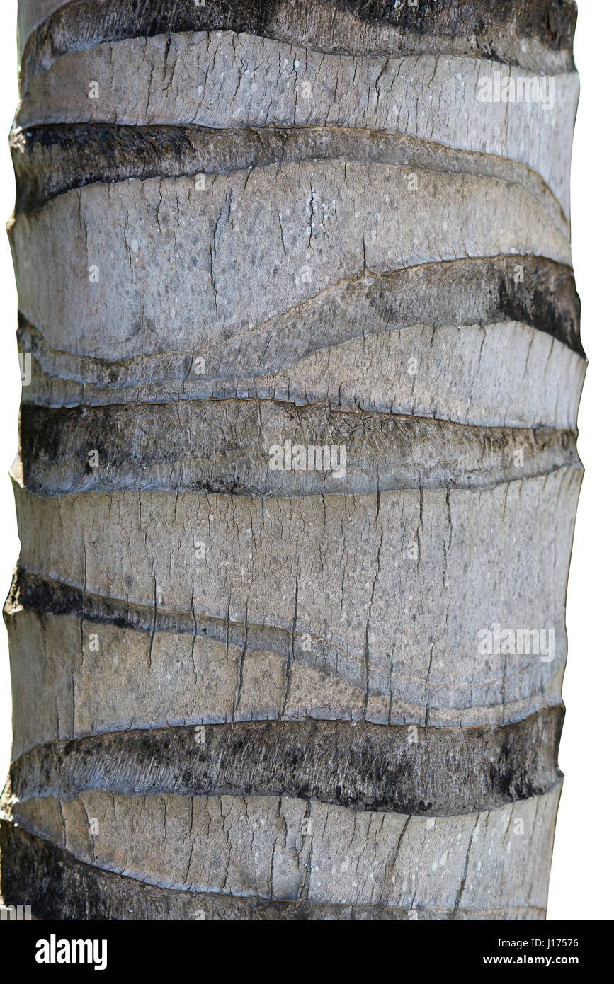 Palm tree bark close-up isolated on white background. Gray bark of ...