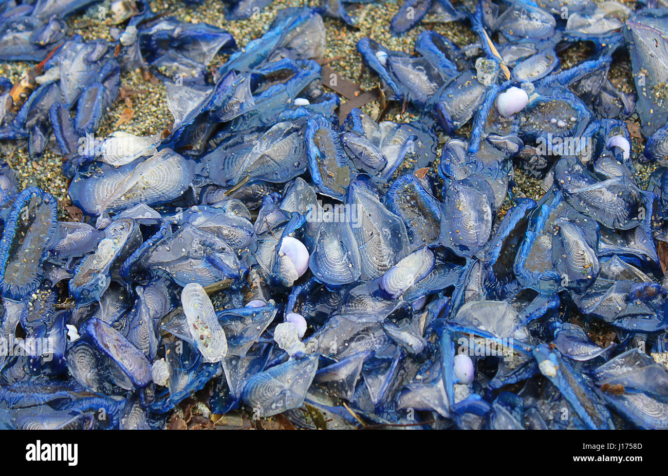Hydroids hi-res stock photography and images - Alamy