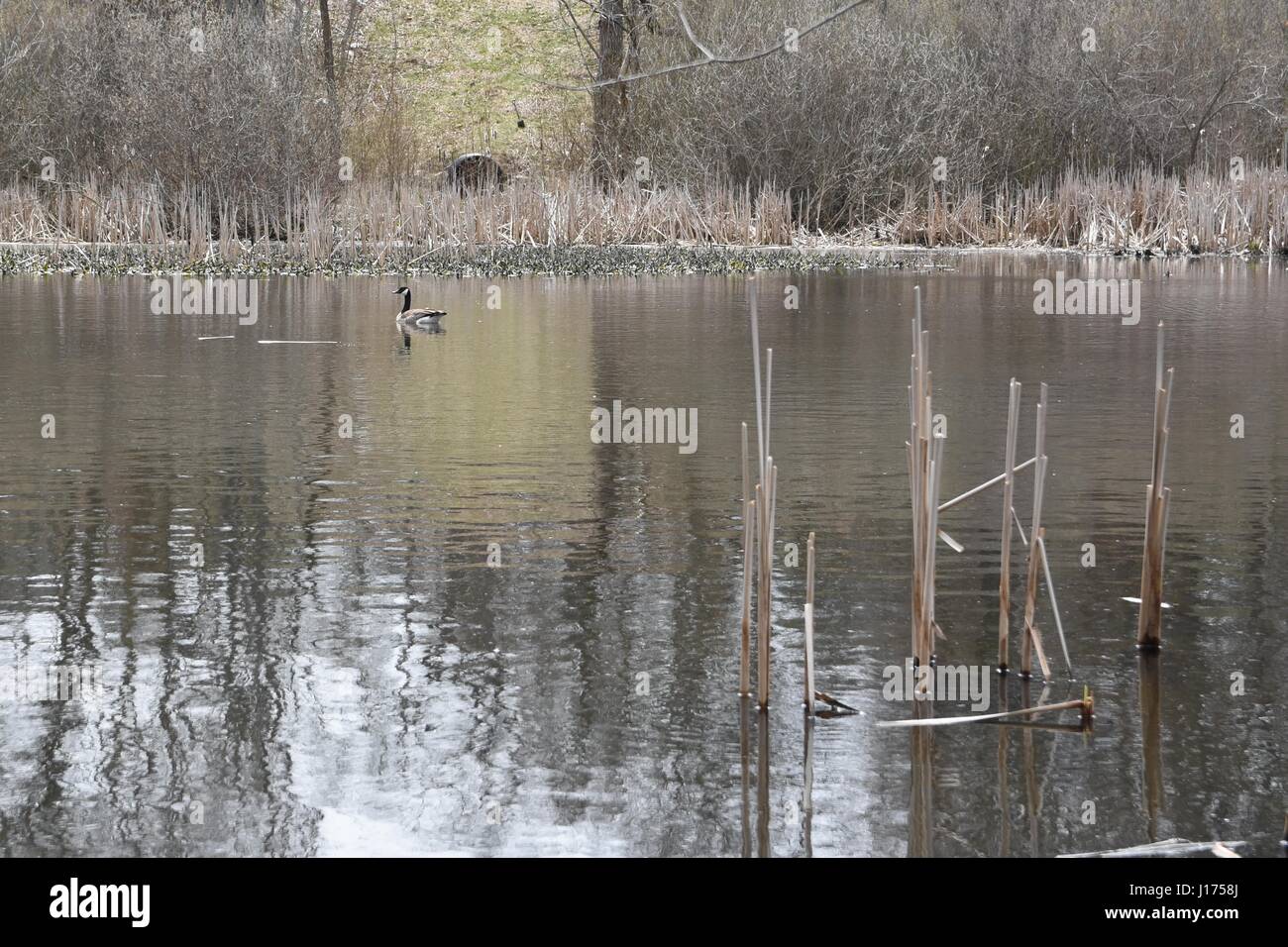 A goose on a calm swamp Stock Photo - Alamy