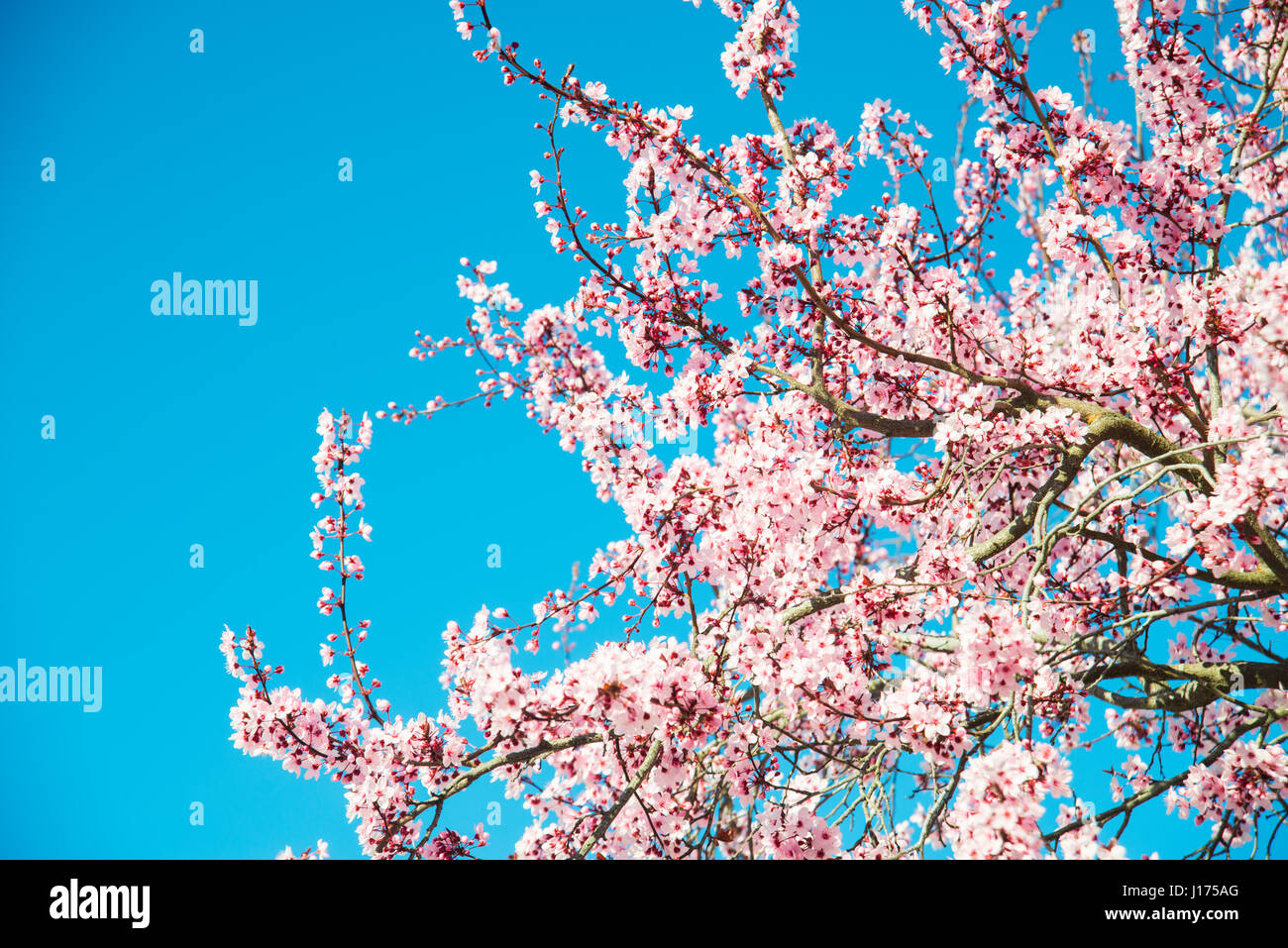 Branch of flowered almond tree Stock Photo - Alamy