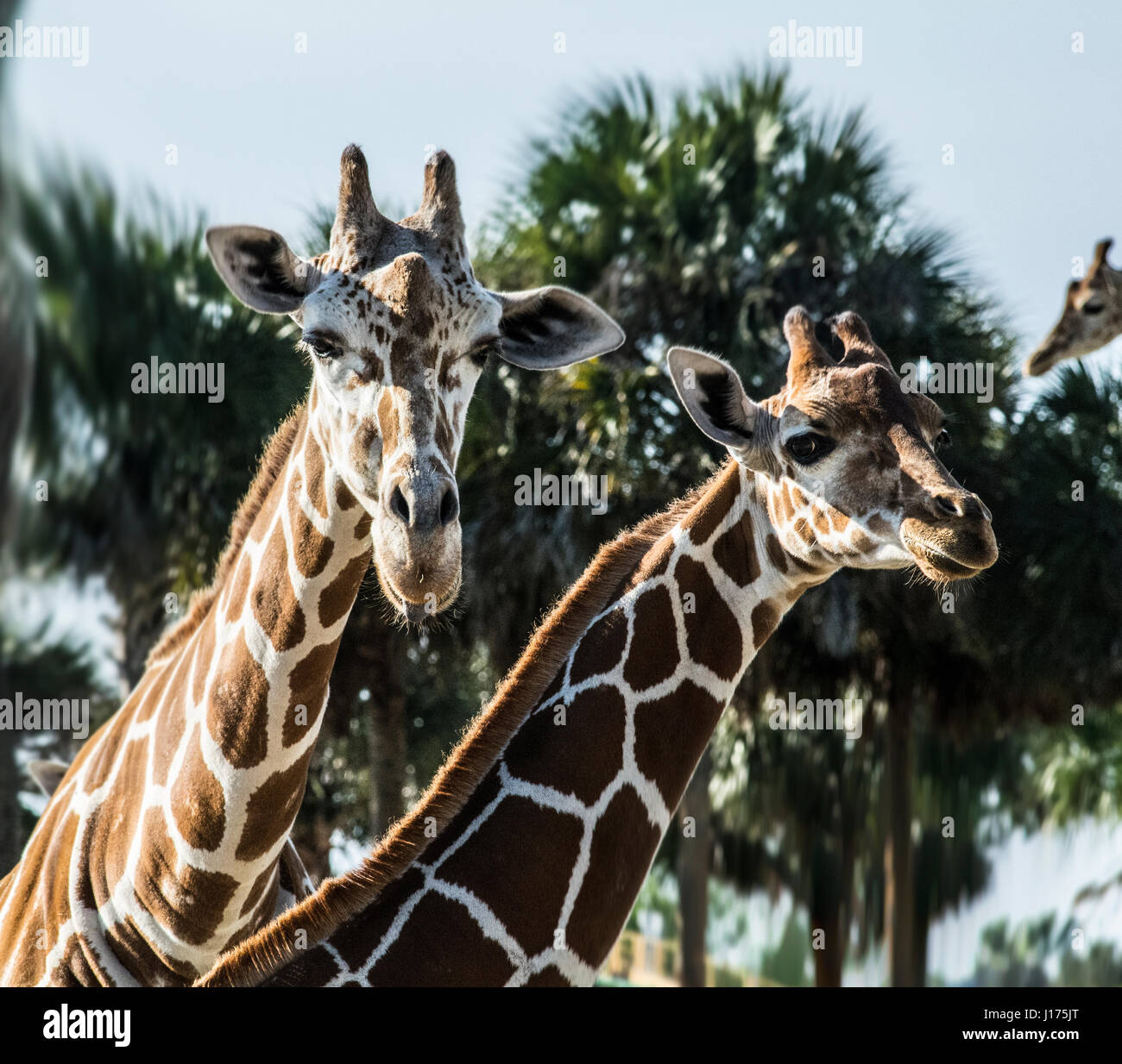 giraffe at busch gardens theme park florida Stock Photo - Alamy