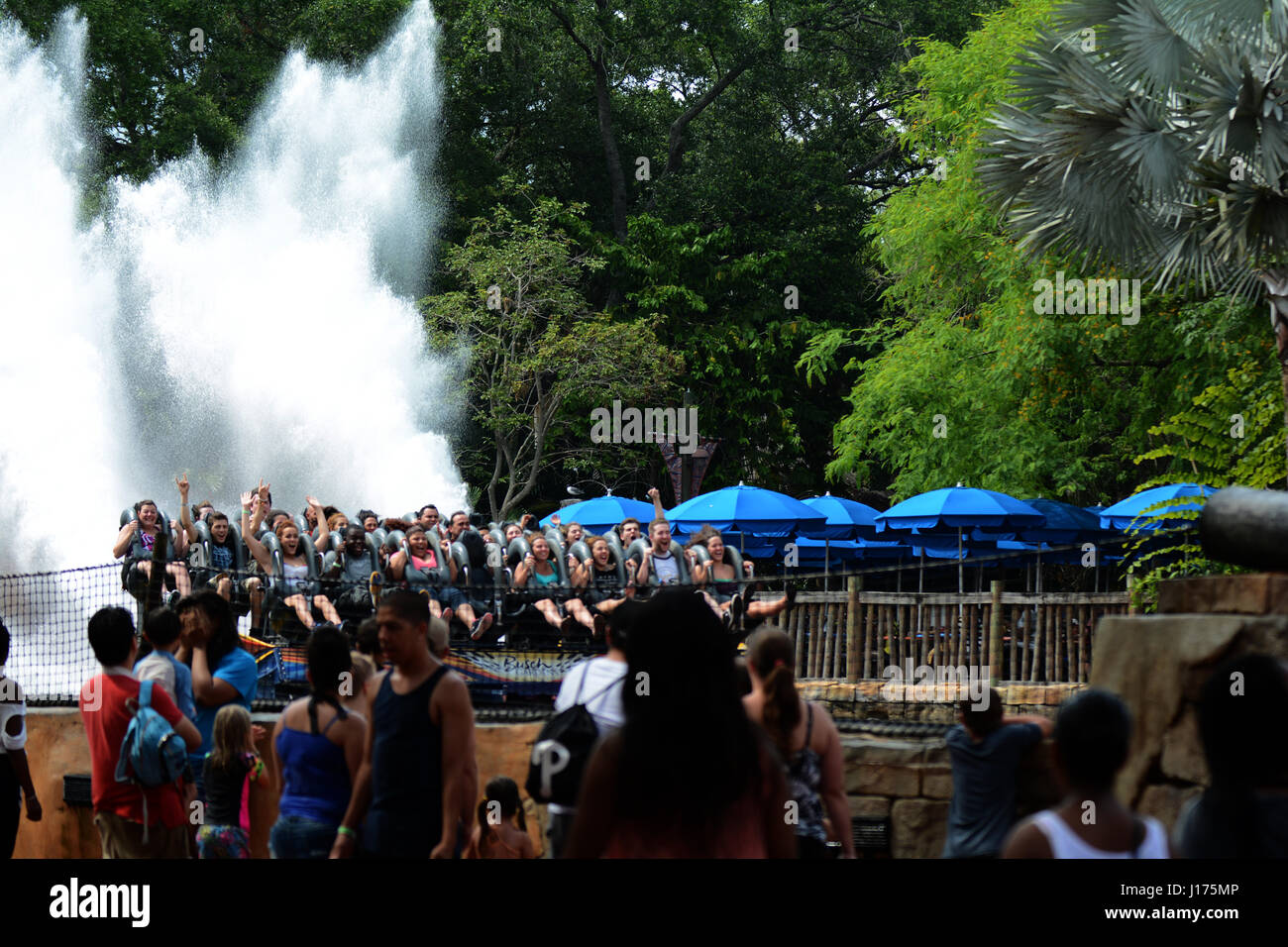 Roller coasters busch gardens hi-res stock photography and images - Alamy