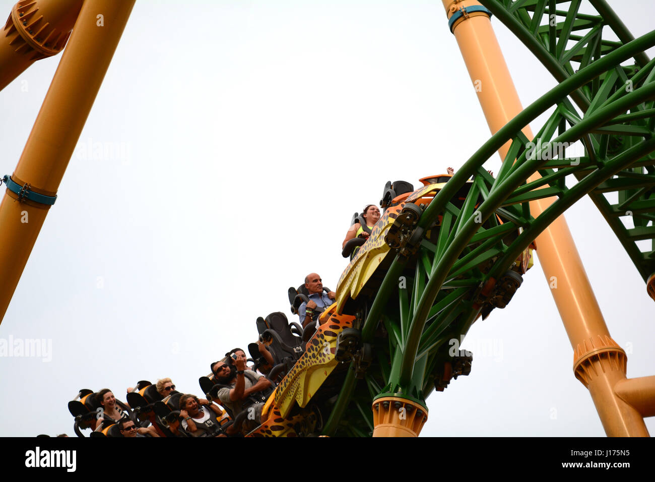 Roller coasters busch gardens hi-res stock photography and images - Alamy