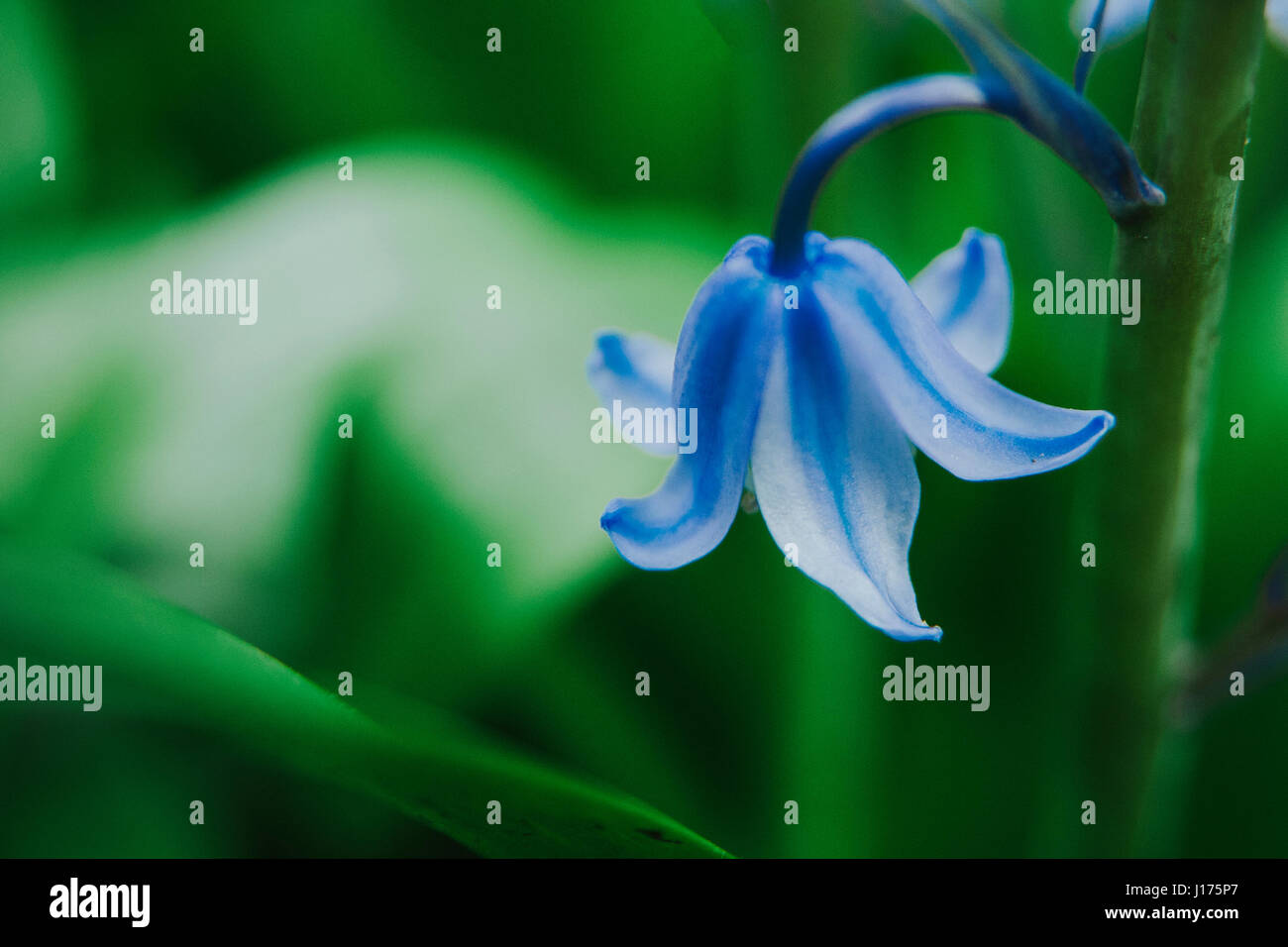 pretty bluebells against a green grass background Stock Photo - Alamy