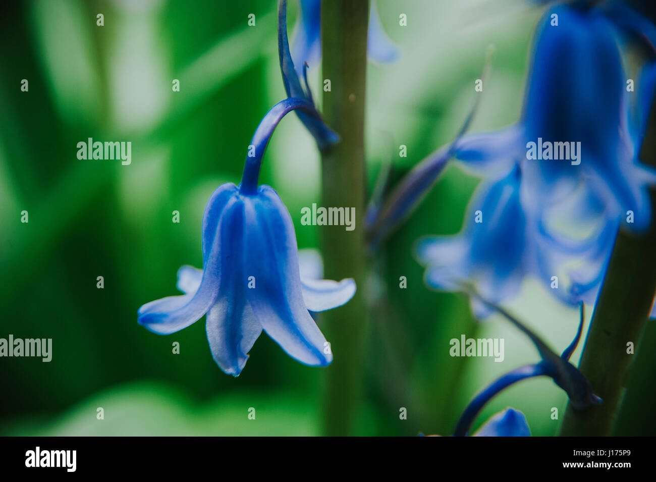 pretty bluebells against a green grass background Stock Photo - Alamy