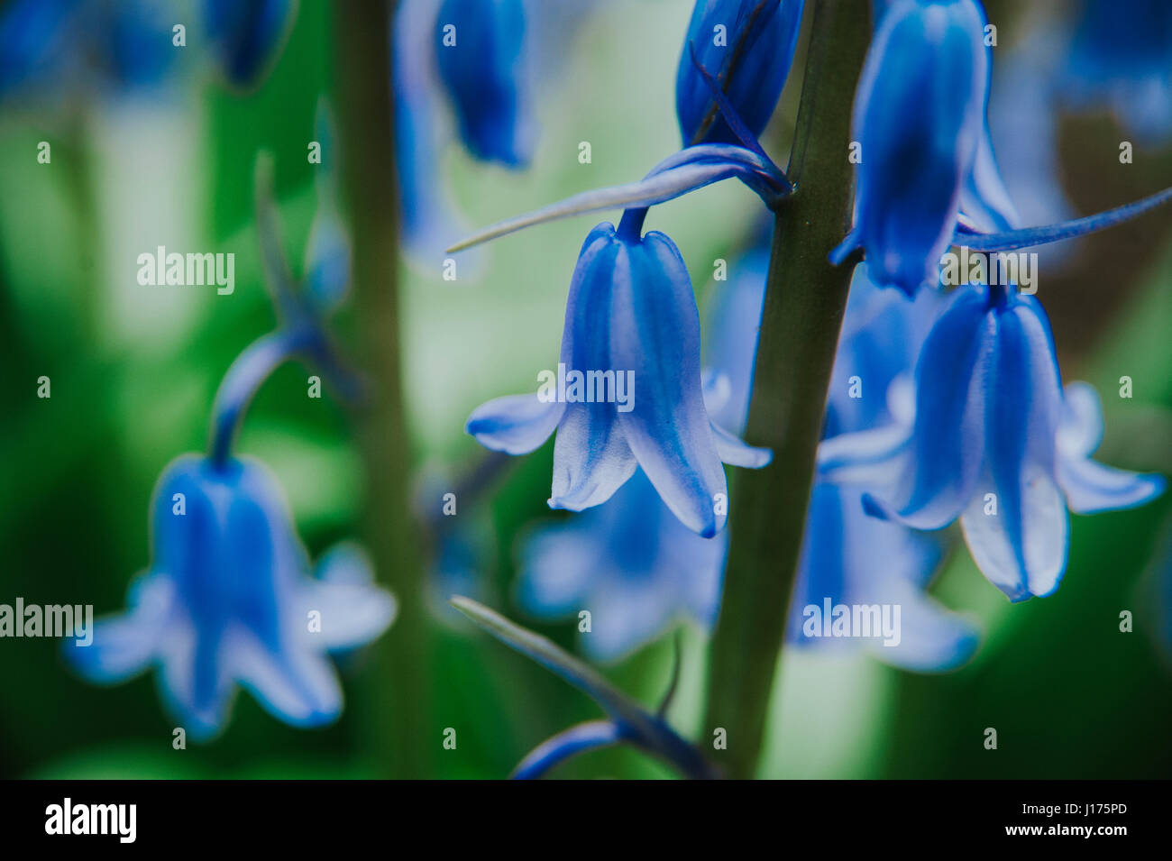 Pretty green background hi-res stock photography and images - Alamy